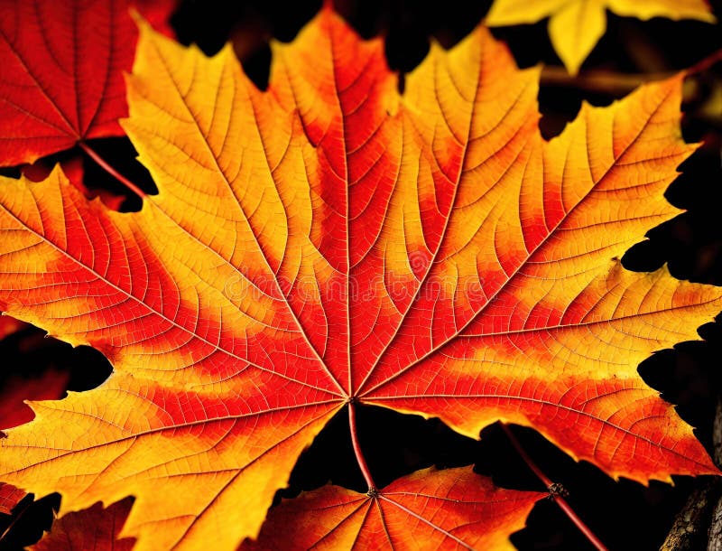 A Group of Red and Yellow Leaves on a Tree Branch. Stock Photo - Image ...