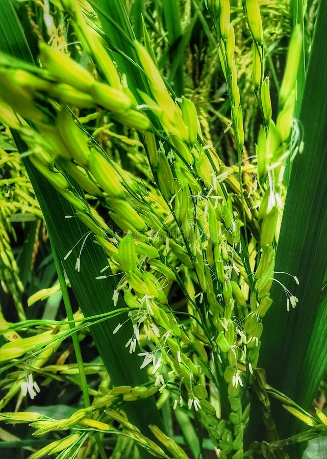 The Image Shows a Close-up View of a Rice Plant in Its Flowering Stage ...