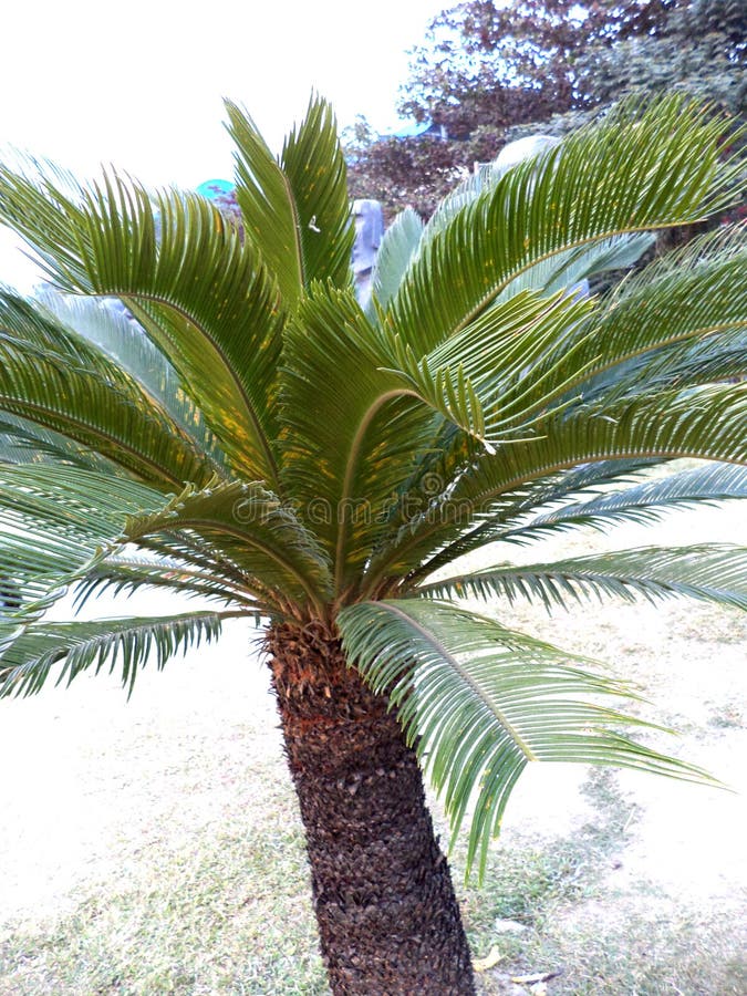 Sago Palm Tree in a Lush Green Garden Stock Image - Image of evergreen ...