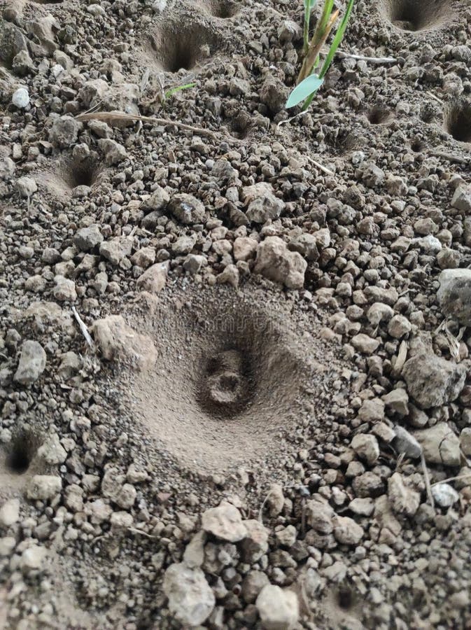 Antlion Larva Traps in Dry Soil Surface Stock Photo - Image of geology ...