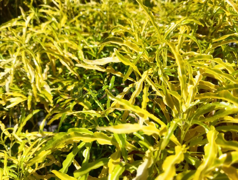 Image Shows a Close-up of a Yellow Banana Croton & X28;Codiaeum ...