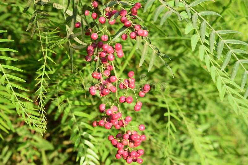 Pink Peppercorns (drupes) Branches of Schinus Molle Stock Photo - Image ...
