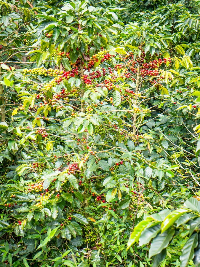 Coffee Tree stock image. Image of food, plant, ripe, green - 97920041