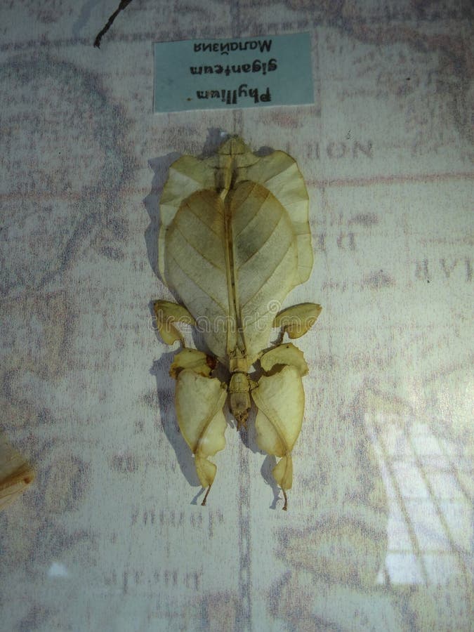 Bug Phileidae Stock Photos - Free & Royalty-Free Stock Photos from ...