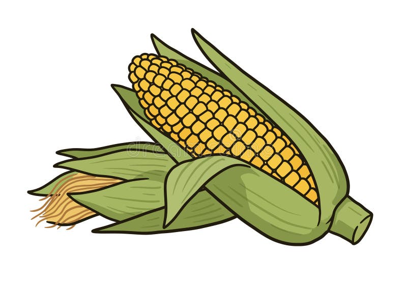 Corn husk clipart stock vector. Illustration of clipart - 368151202
