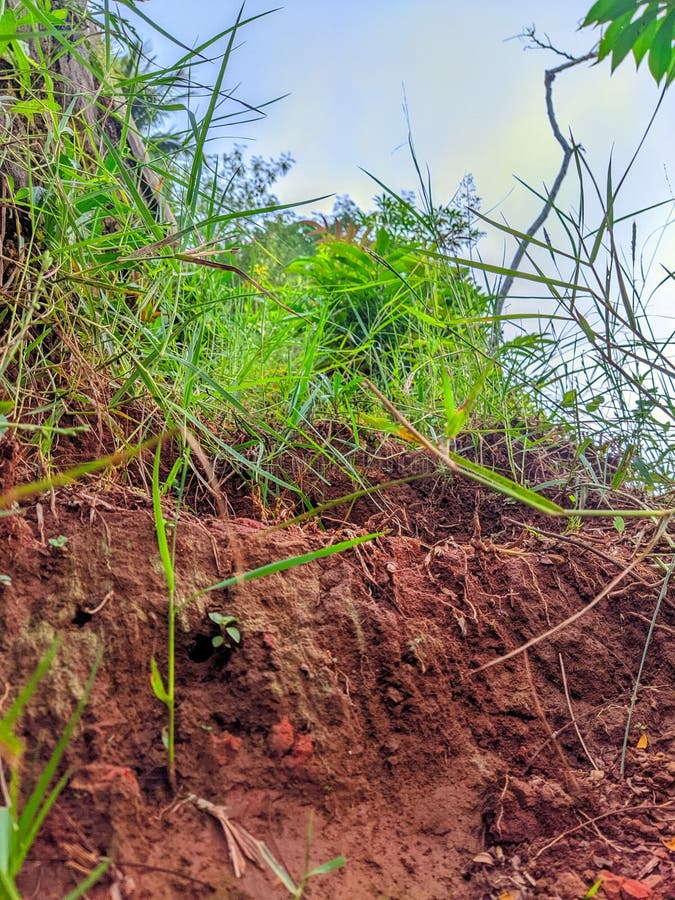 The Image Shows a Cross-section of Land Covered with Grass and Other ...