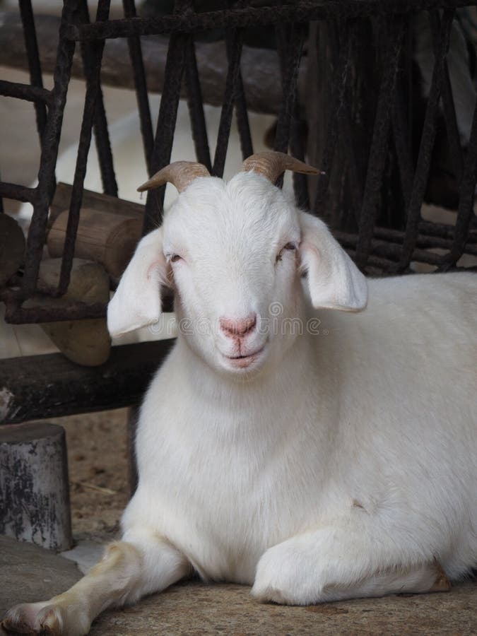 Cute Goat Smiling at the Camera Stock Image - Image of horn, bovine ...