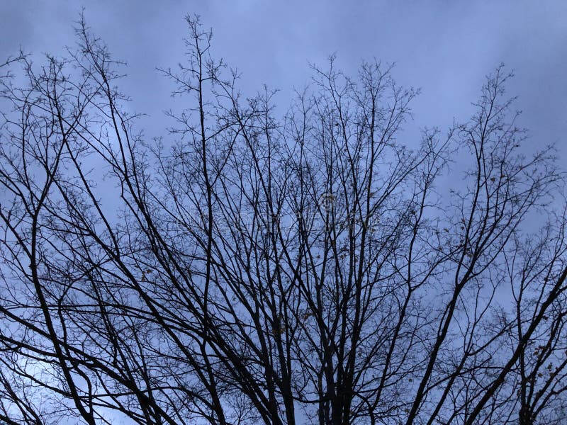 Dark Tree Branches Against a Dark and Cloudy Autumn Sky Stock Photo ...