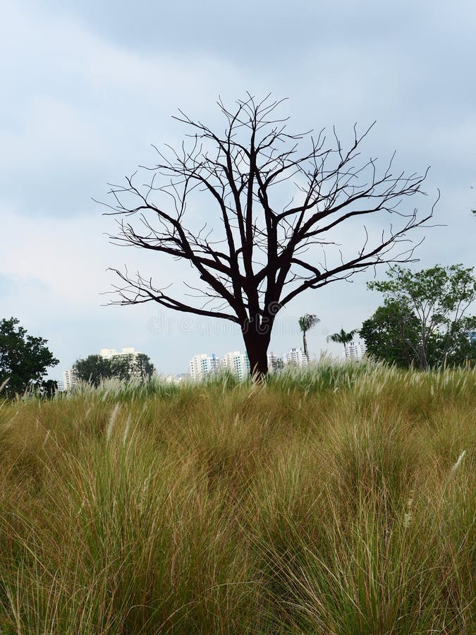 Old Dead Tree in a Field of Tall Grass Stock Image - Image of plain ...