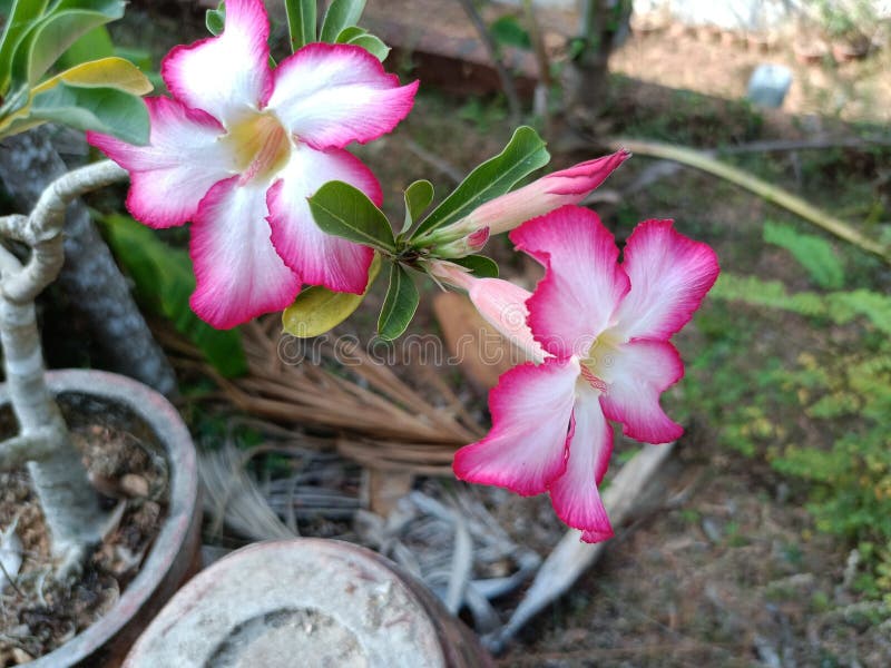 This Image Shows a Desert Rose or Adenium Plant from India Stock Image ...