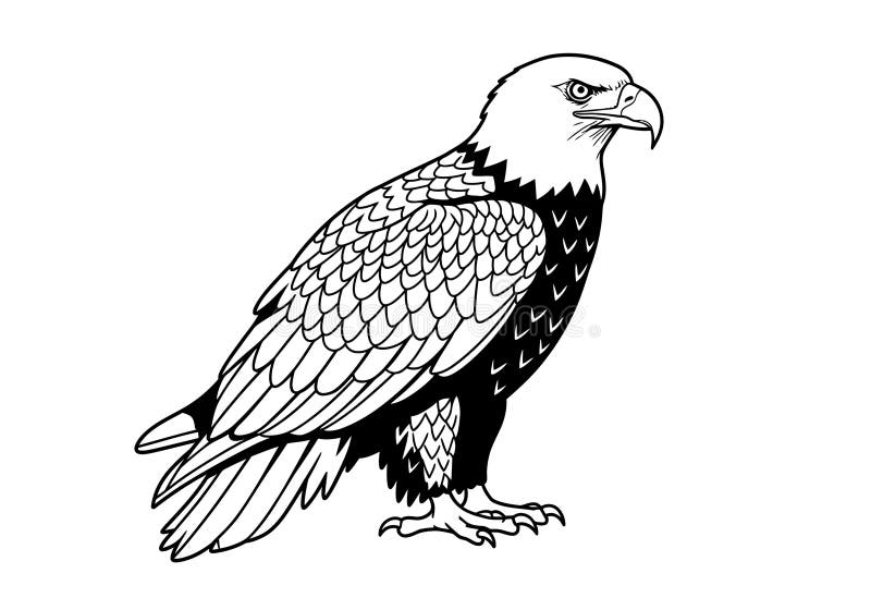 Bald Eagle Black White Clipart Stock Vector - Illustration of talons ...