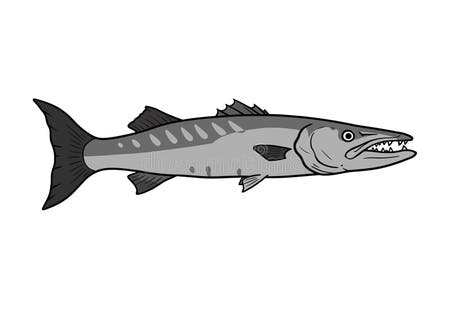 Barracuda clip art stock vector. Illustration of white - 366193977