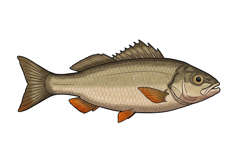 Real fish clipart stock vector. Illustration of caudal - 366197205