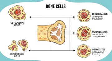 Illustration of Bone Cells: Osteogenic, Osteoblasts, and Osteocytes ...