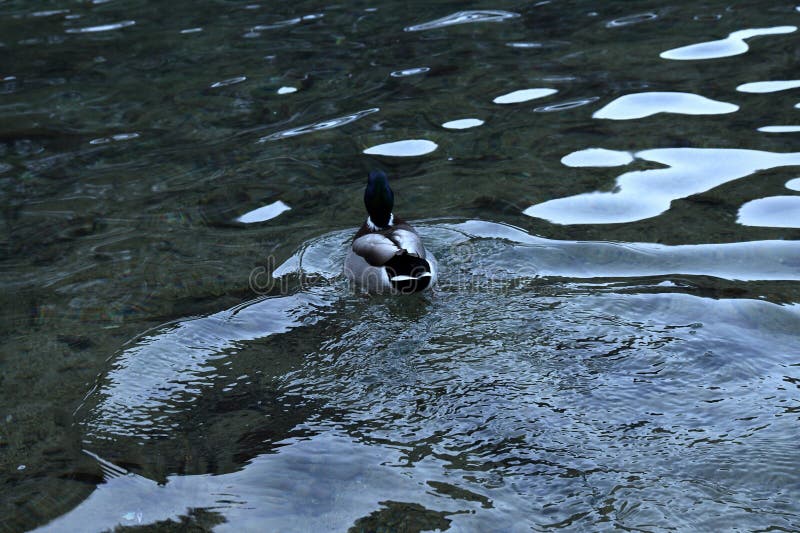 The Image Shows Ducks Swimming in Calm Water Stock Photo - Image of ...