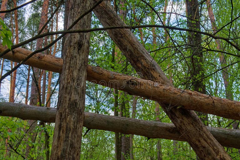 The Image Shows Fallen Trees Intersecting in a Dense Forest with Green Foliage and Tall, Thin ...