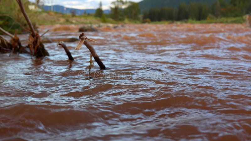 A Serene View of Murky River Water with a Branch Gracefully Floating on ...