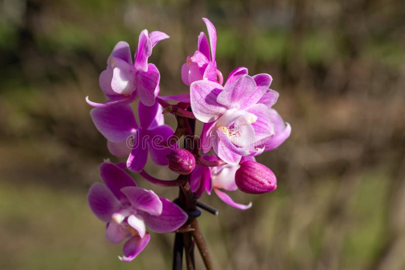 Close Up View of a Stem of Miniature Moth Orchids in Bloom Stock Photo ...