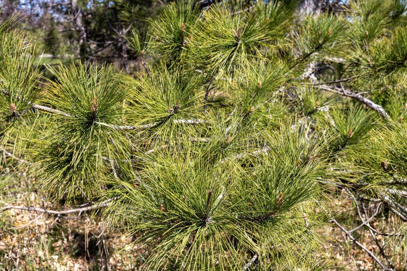 Long Needle Pine Tree Branches Texture Background Stock Image - Image ...
