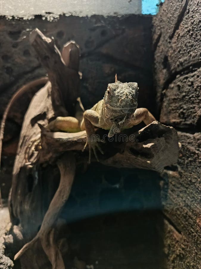 The Image Shows a Green Iguana Which is Known by the Scientific Name ...