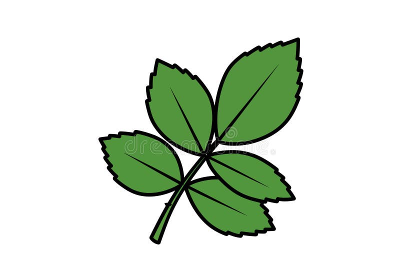 Rose leaf clip art. stock illustration. Illustration of serrated ...