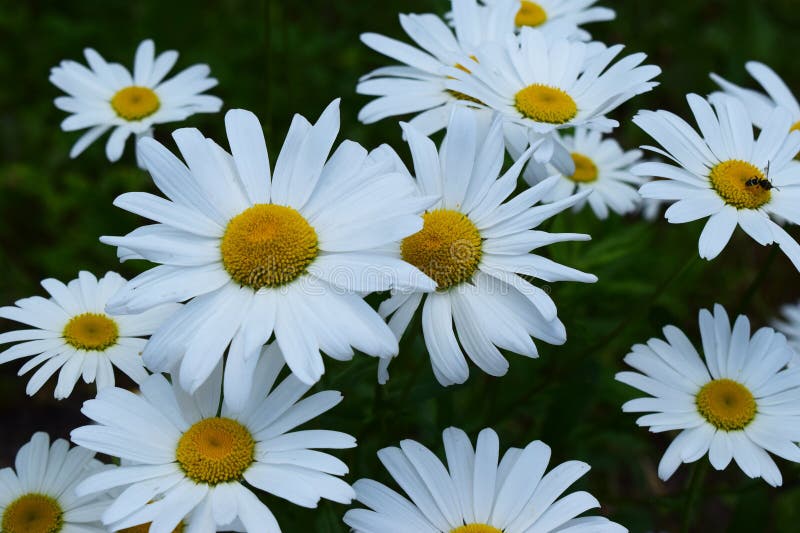 The Image Shows a Group of Daisies Stock Image - Image of flowers ...