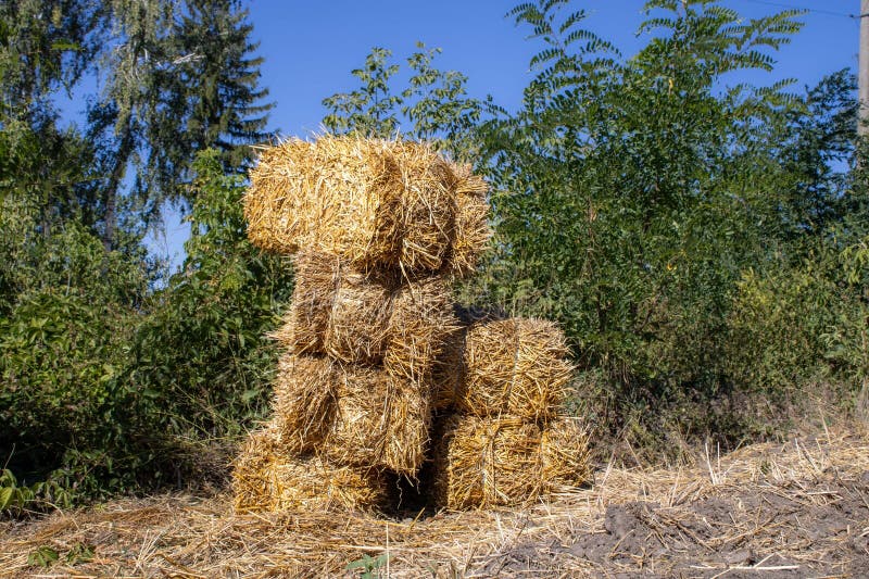 Stack of Hay Bales on Dry Ground Under Blue Sky – Rural Scene with ...
