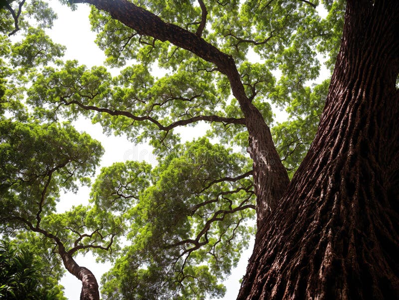 A Group of Trees Standing in a Park. Stock Image - Image of nature ...