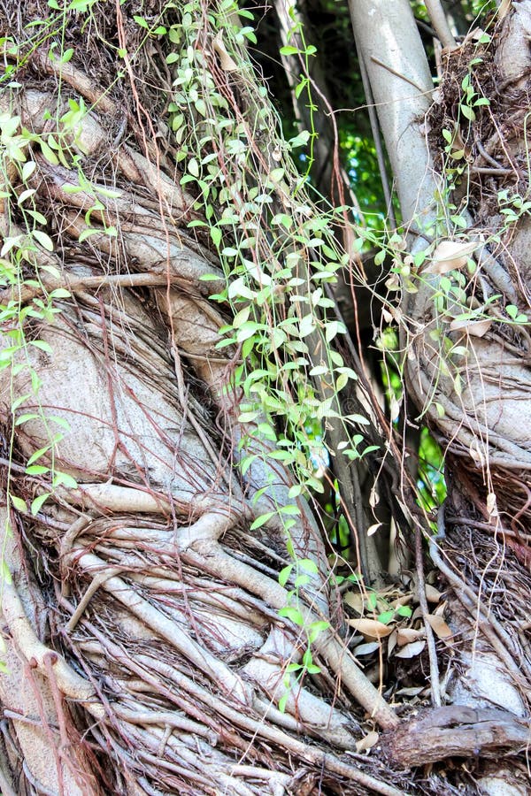 The Image Shows Intertwined Tree Roots with Lush Green Leaves in a ...
