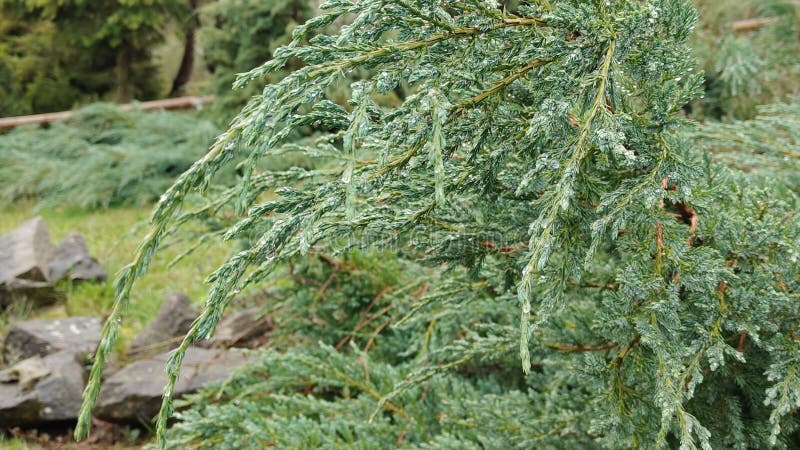The Image Shows a Juniper Tree, Probably One of the Varieties of ...