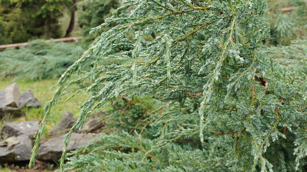 Varieties Juniper Shrubs Reddish Leaves Stock Photos - Free & Royalty ...
