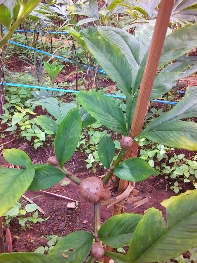 Konjac Plant with Developing Seeds Stock Photo - Image of devil, food ...