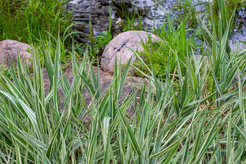 Close Up View of Green Striped Sedge Grass by a Pond Stock Photo ...