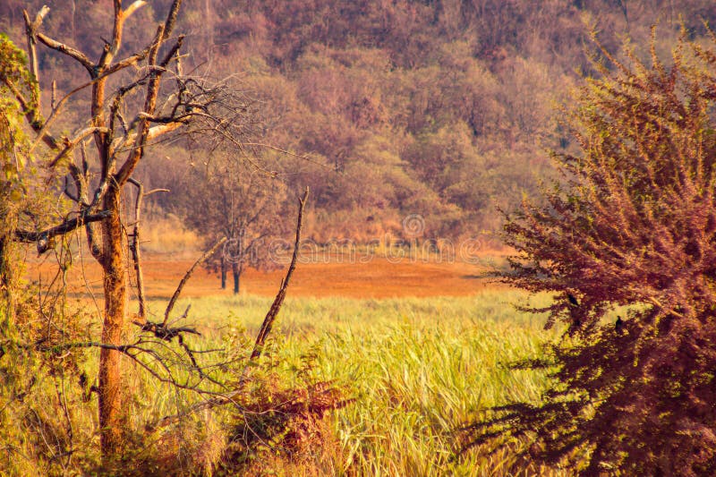 Tree with Twisted Roots in Asia. Stock Image - Image of colorful ...