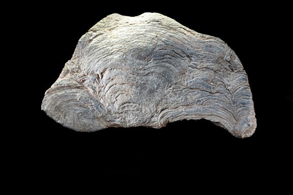 A Large, Irregularly Shaped Rock or Stone Sample on a Black Background ...