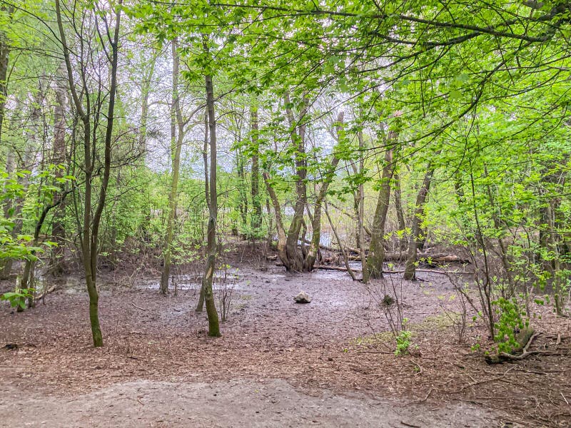 Image Shows a Lush, Leafy Forest with Scattered Trees during Late ...