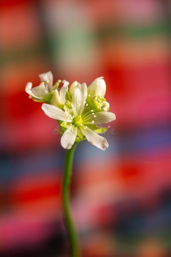Venus Flytrap Flower in Bloom Stock Photo - Image of blossom, flytrap ...