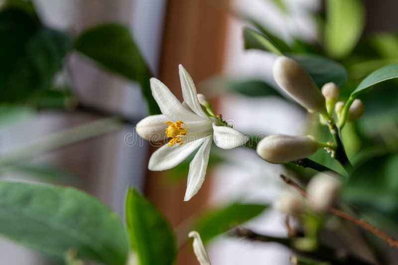 Blossoms on a Meyer Lemon Tree Stock Image - Image of beauty ...