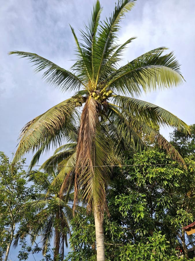 This Image Shows a Medium Shot of a Coconut Tree, Taken from a Slightly ...