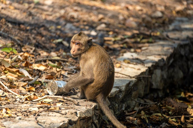 A Monkey Sitting on a Stone Pathway Surrounded by Fallen Leaves Stock ...