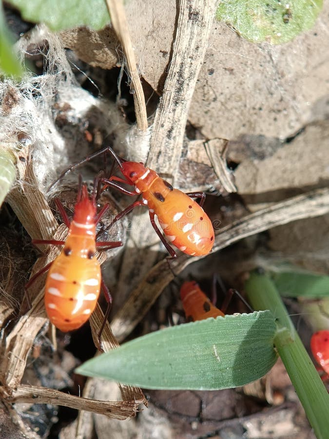 This Image Shows Multiple Red Cotton Bugs, Dysdercus Cingulatus, a ...