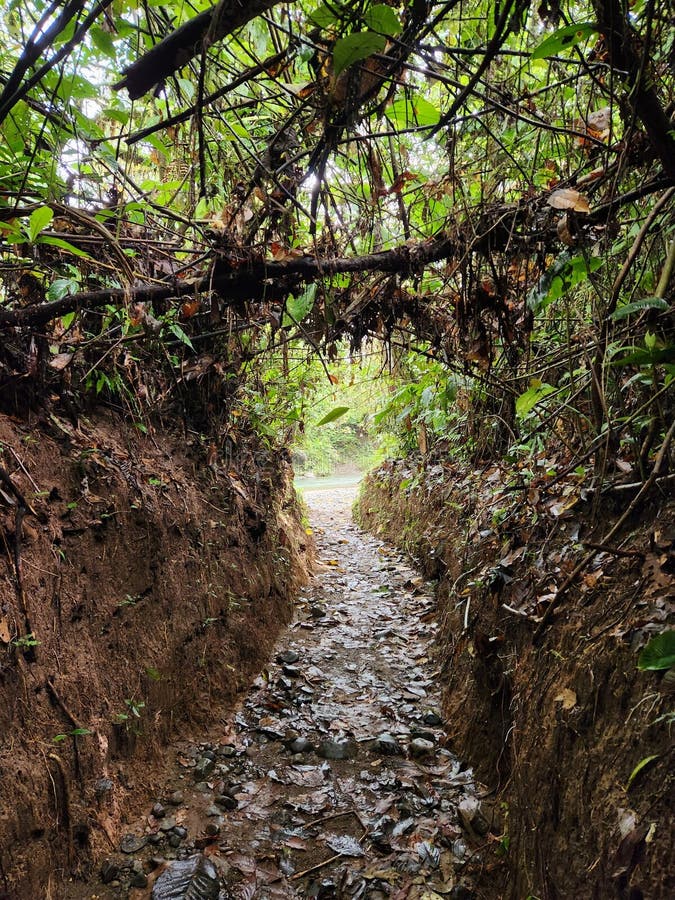 Narrow Path Direct To a River on the Jungle Stock Photo - Image of ...