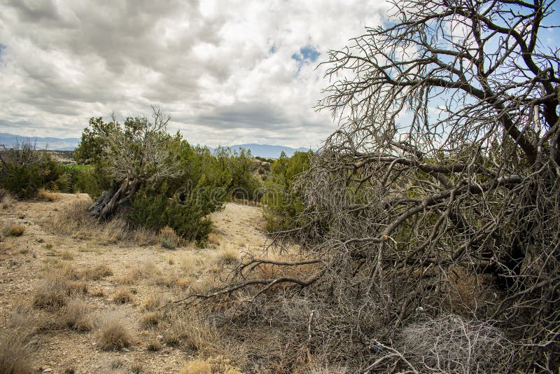 Piñon Trees Stock Photos - Free & Royalty-Free Stock Photos from Dreamstime