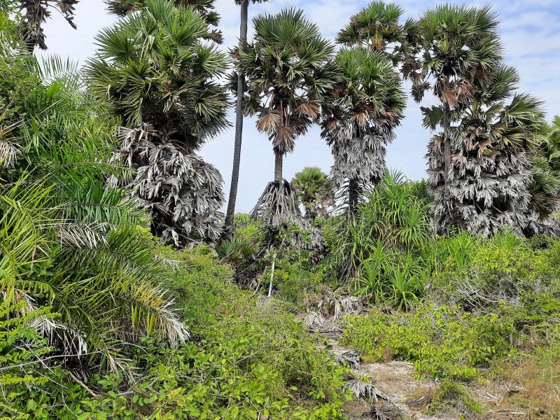 Palmyra Trees Dry Zone Places in Sri Lanka Stock Photo - Image of leaf ...