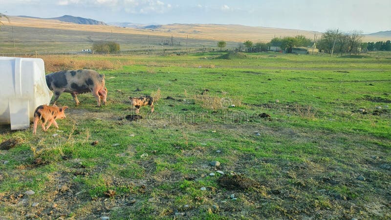 Pig Family Grazing Open Field Stock Photos - Free & Royalty-Free Stock ...