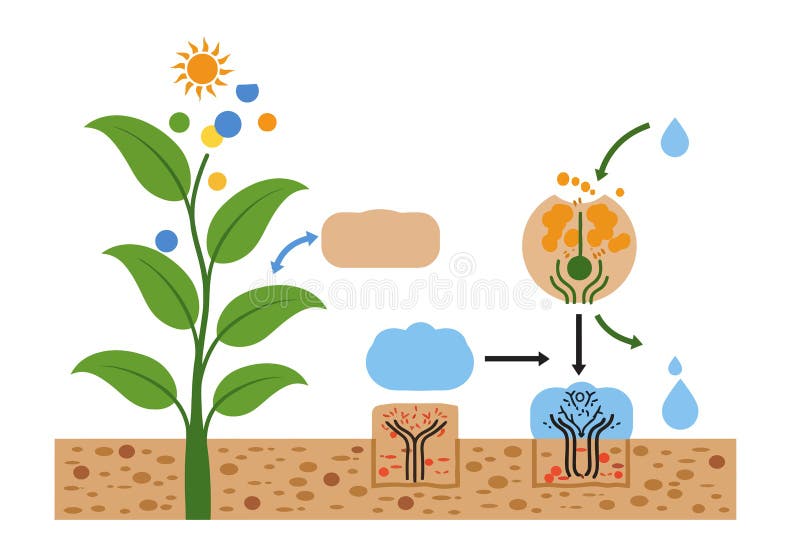 Photosynthesis Biological Illustration Stock Illustration ...
