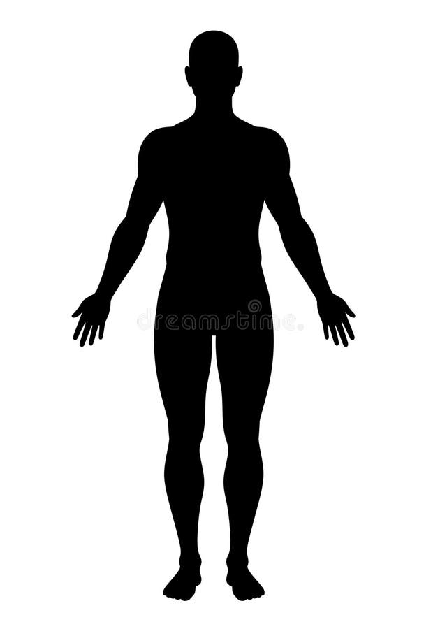 Human body silhouette stock vector. Illustration of model - 375523653