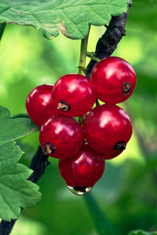 The Image Shows Ripe Red Berries on a Plant with Green Foliage Stock ...
