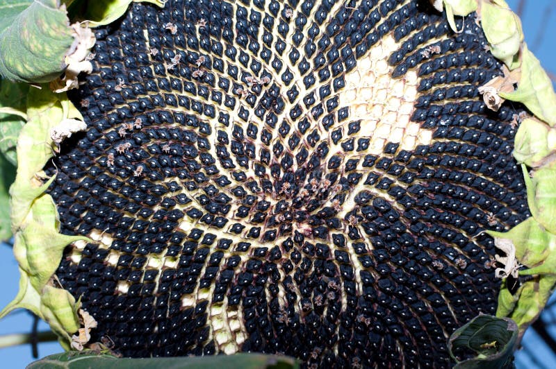 Ripe sunflower stock photo. Image of natural, seed, harvest - 29825078