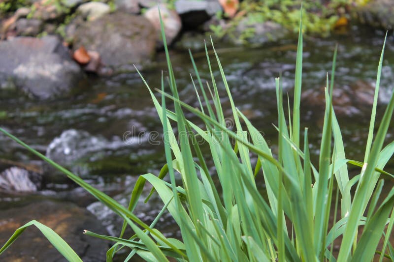 A Serene Stream with Grass and Rocks Stock Image - Image of tranquil ...